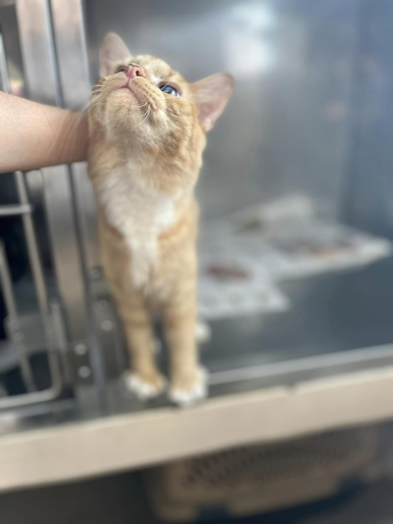 Stray Cat Surprises Shelter Staff With His Cartoon-Like Scowl - The Dodo