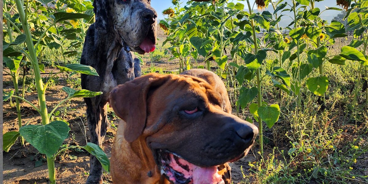 People Find 2 Dogs Left Behind After House Fire - Videos - The Dodo