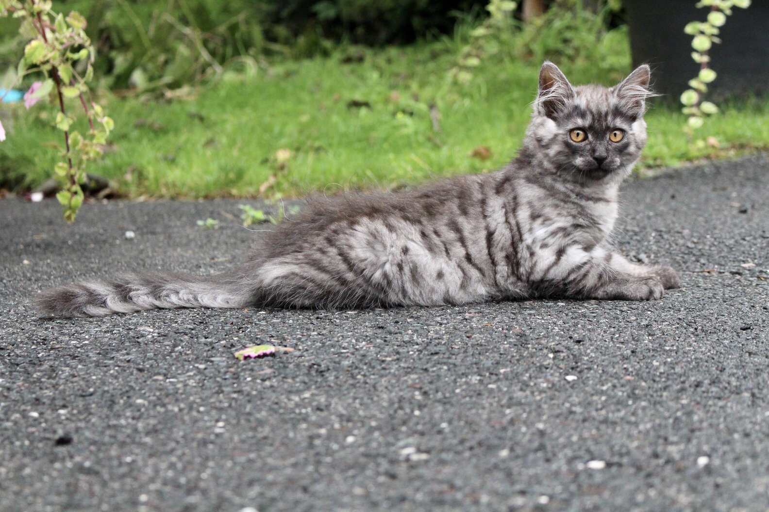 Regular-Looking Kitten Grows Up And The Difference Is Night And Day ...