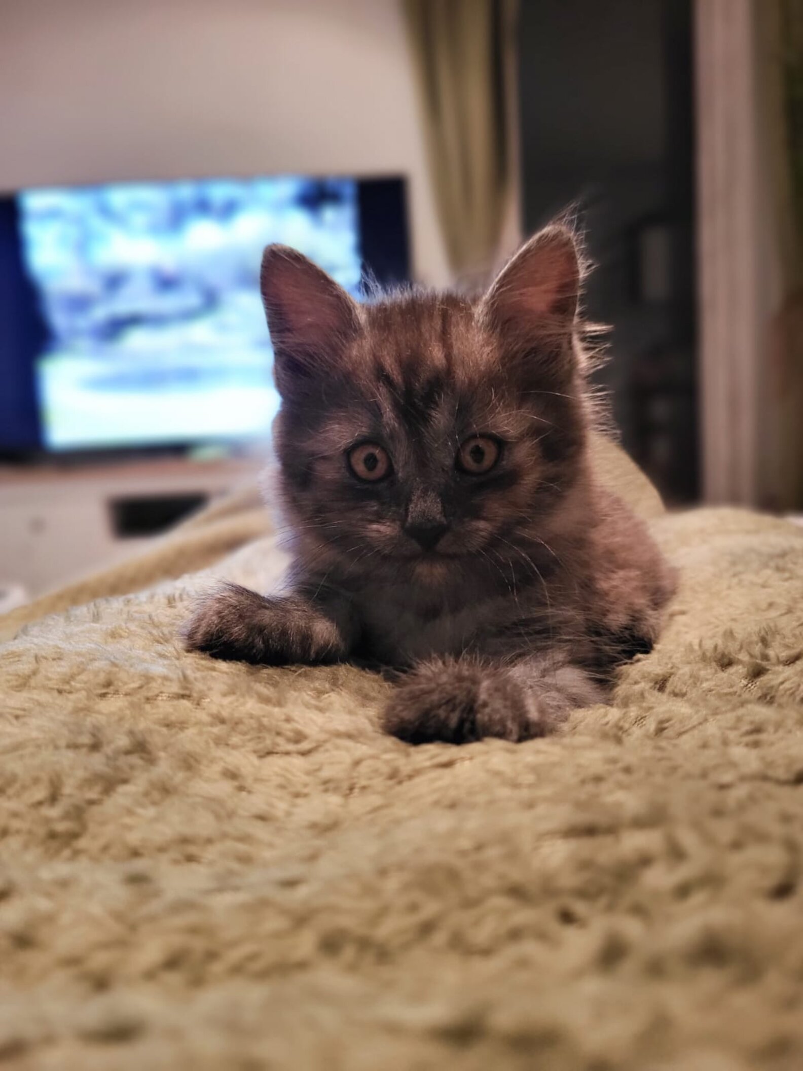 Regular-Looking Kitten Grows Up And The Difference Is Night And Day ...