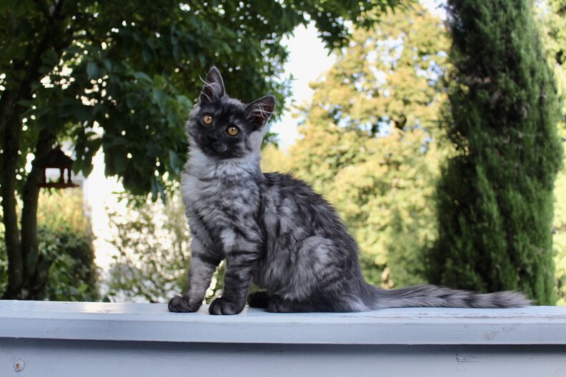 Regular-Looking Kitten Grows Up And The Difference Is Night And Day ...