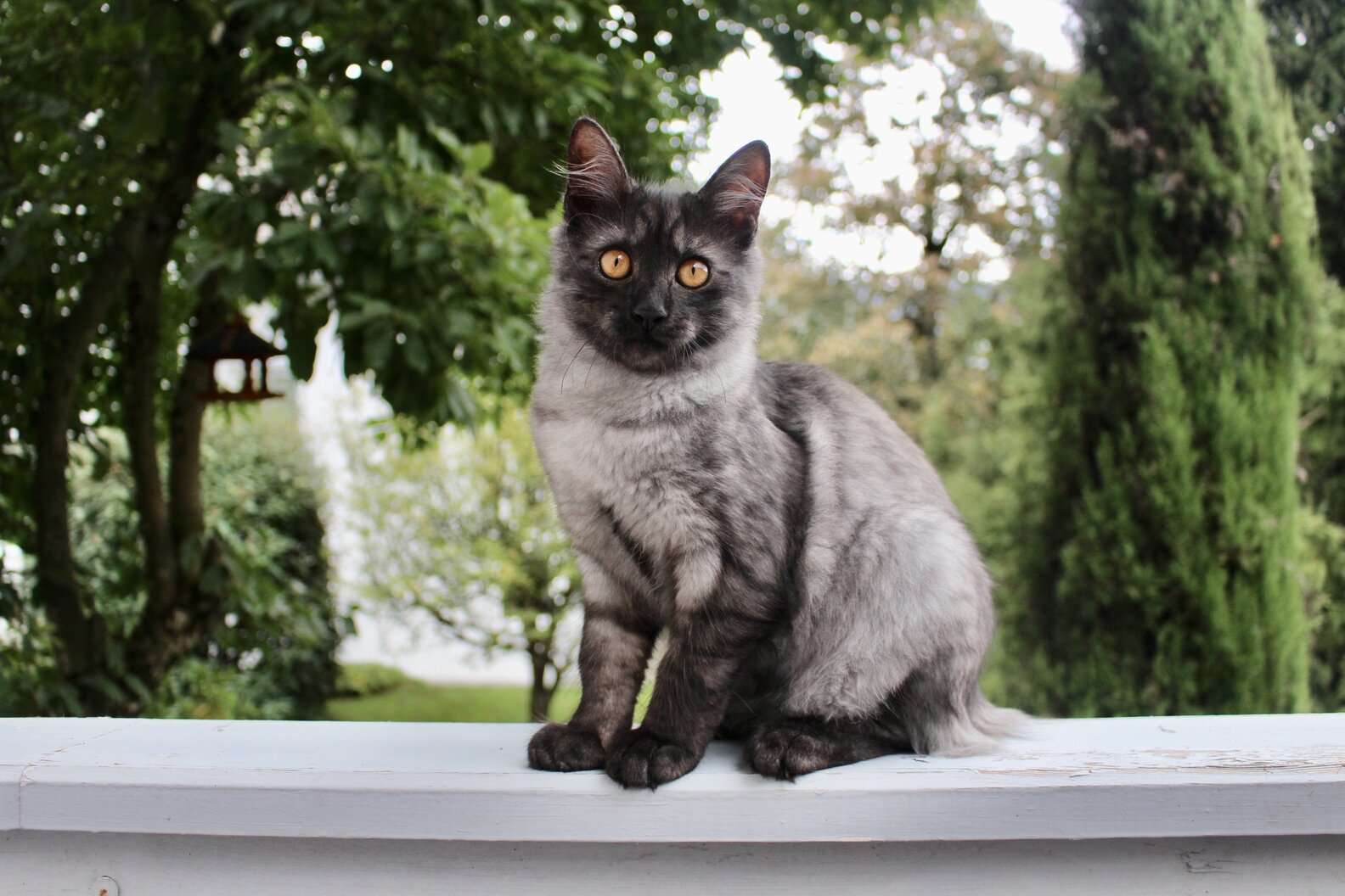 Regular-Looking Kitten Grows Up And The Difference Is Night And Day ...