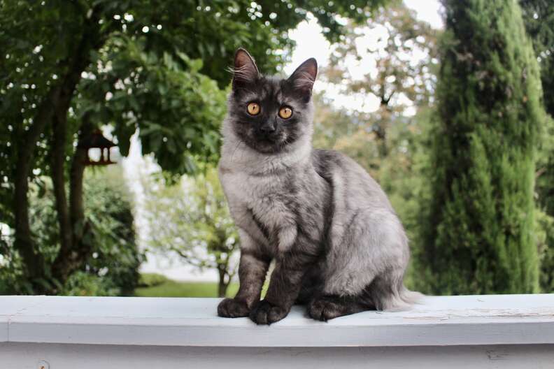 Regular Looking Kitten Grows Up And The Difference Is Night And Day