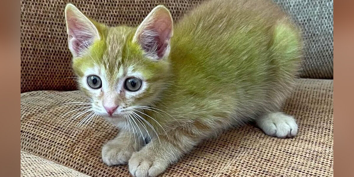 Green With Cats