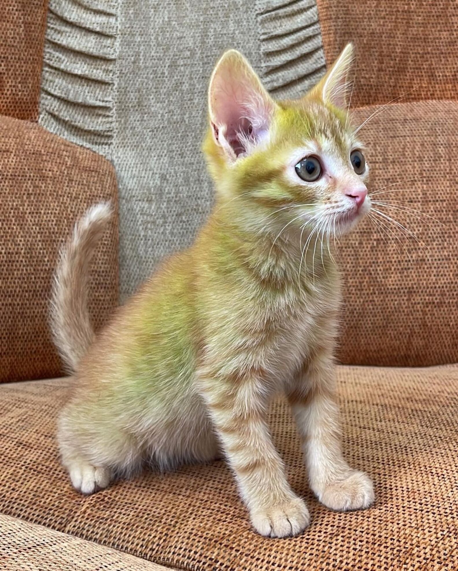 Man Meets His Adopted Kitten For The First Time — And Notices His Fur ...