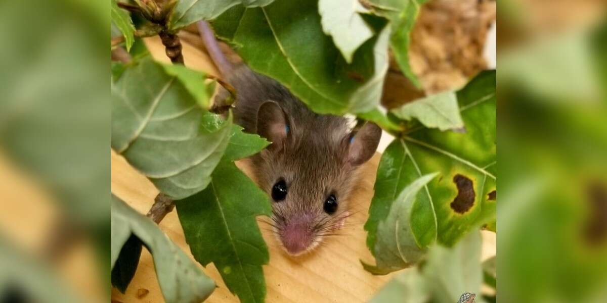 Wild Mice Leave The Sweetest Gift Behind For Their Rescuers - The Dodo