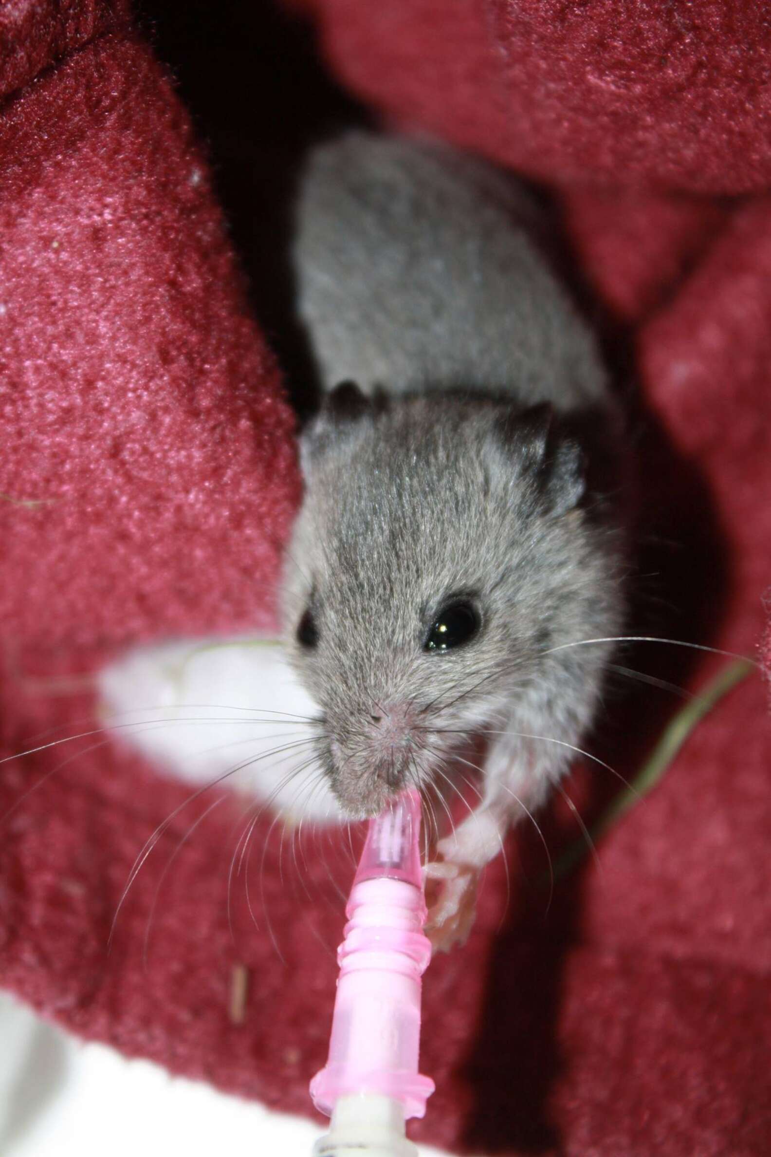 Wild Mice Leave The Sweetest Gift Behind For Their Rescuers - The Dodo