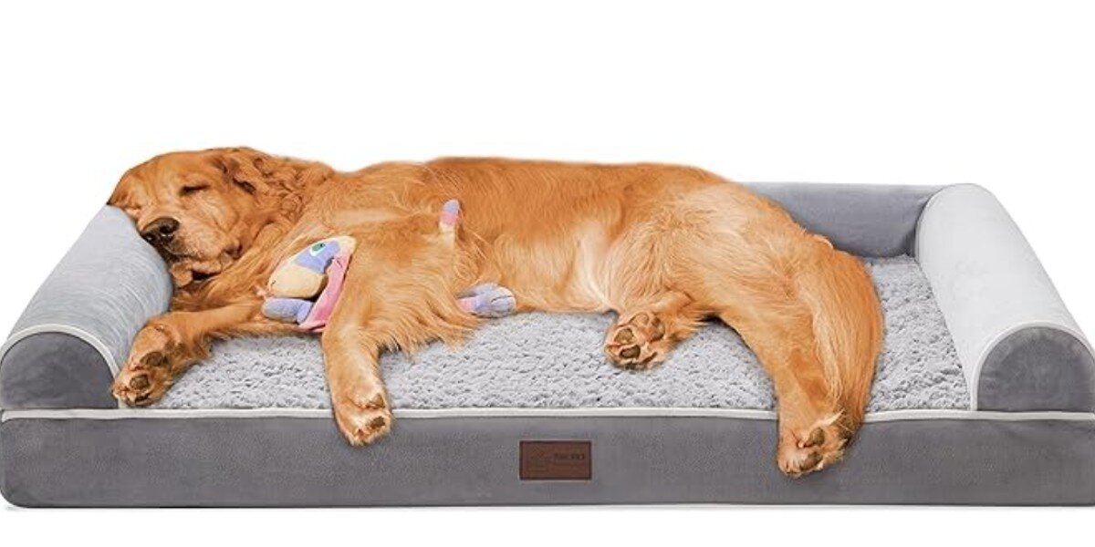 Our Favorite Pet Deals For This Amazon Prime Day - The Dodo