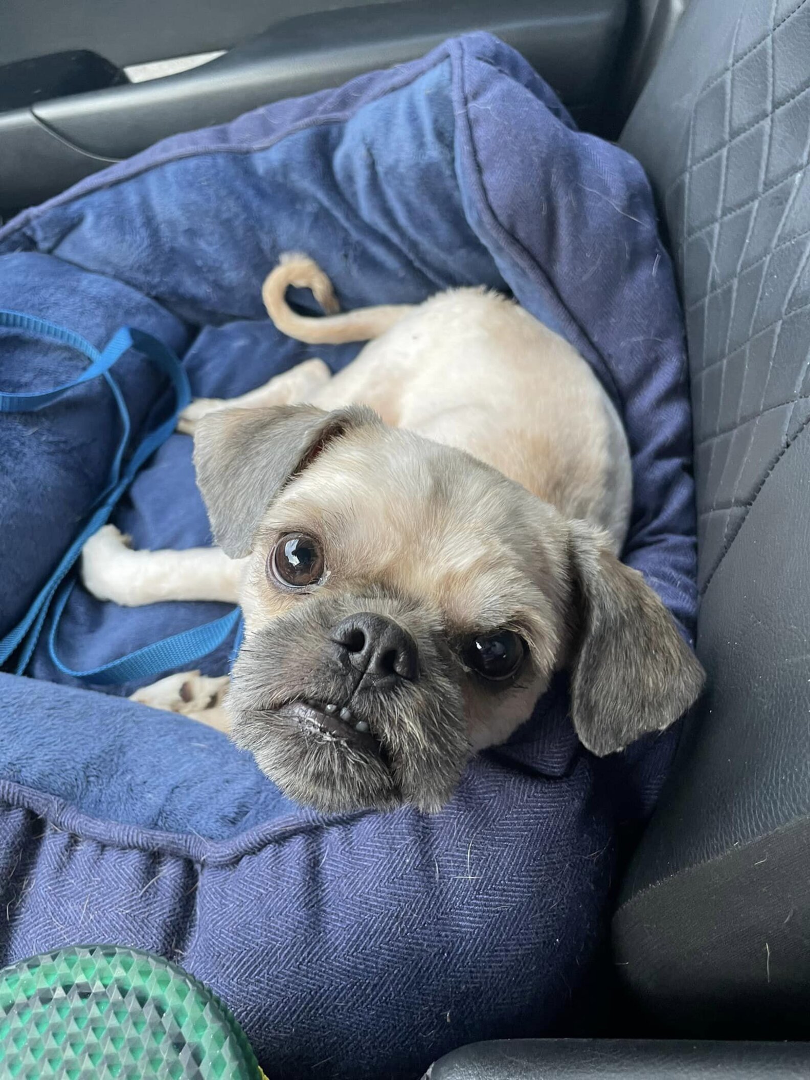 Tangled Mass Of Matted Fur Turns Out To Be Hiding The Most Adorable ...