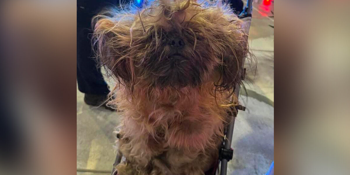 Tangled Mass Of Matted Fur Turns Out To Be Hiding The Most Adorable ...
