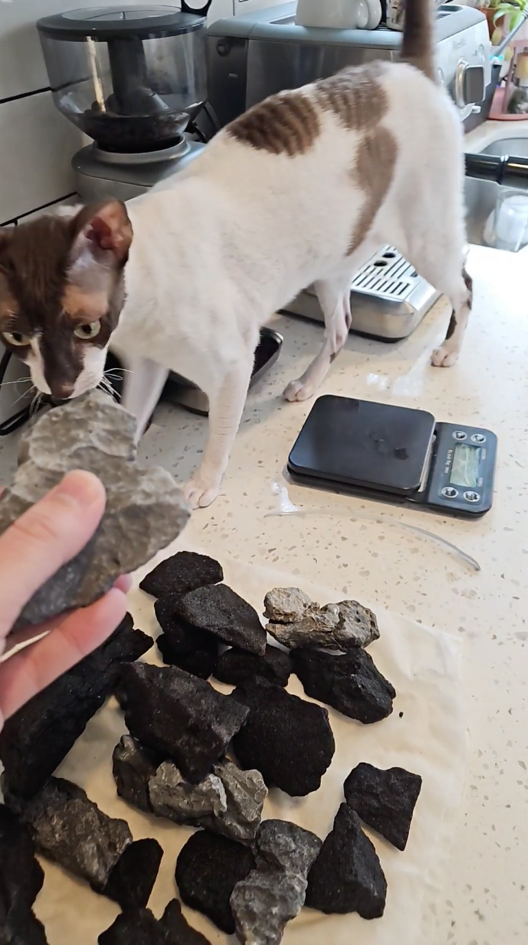 Cat’s Favorite Way To Be Scratched Is With Rocks - The Dodo