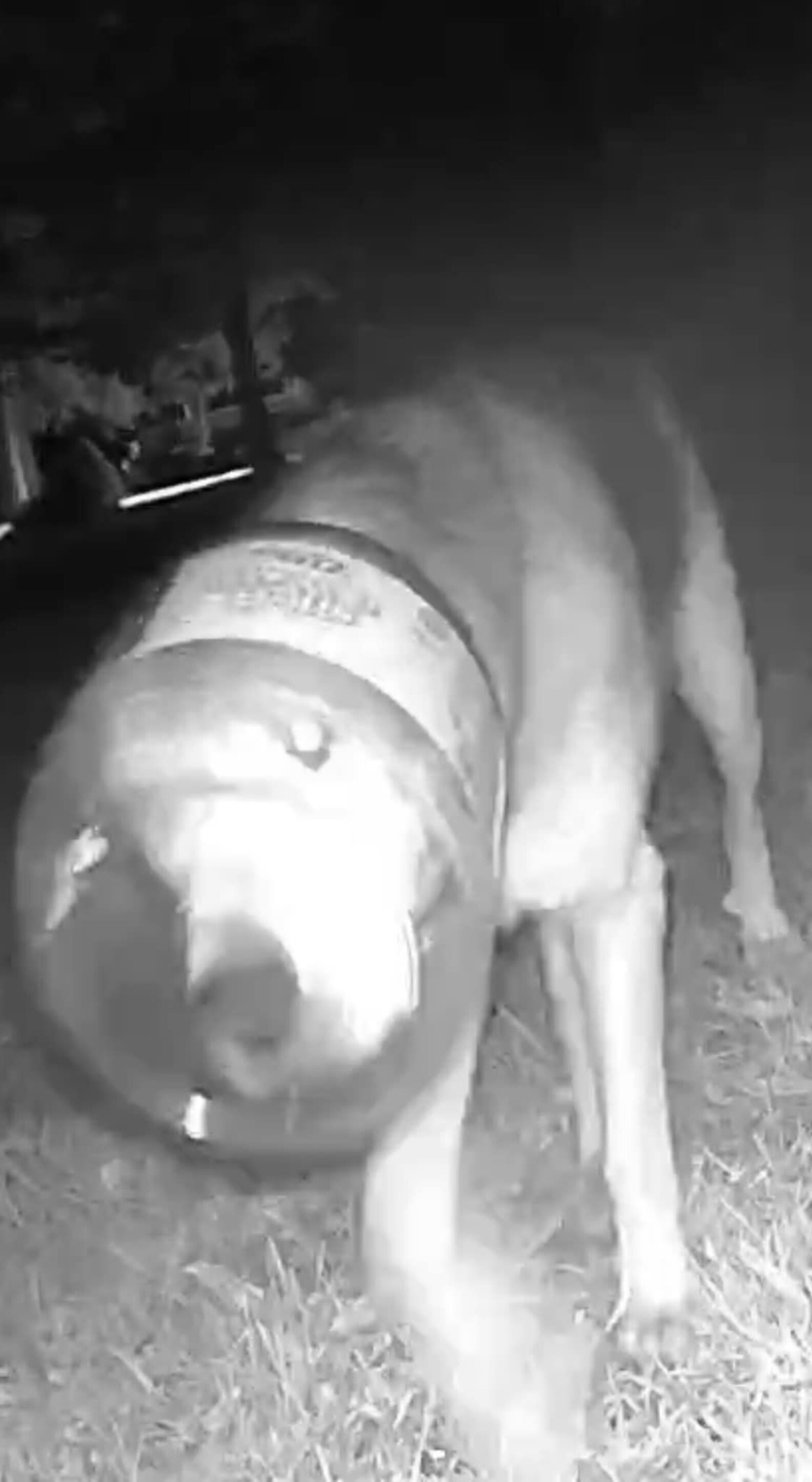 Trail Cameras Capture Wolf-Like Animal With Head Stuck Inside Cheese ...