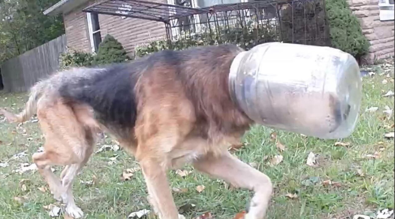 Trail Cameras Capture Wolf-Like Animal With Head Stuck Inside Cheese ...