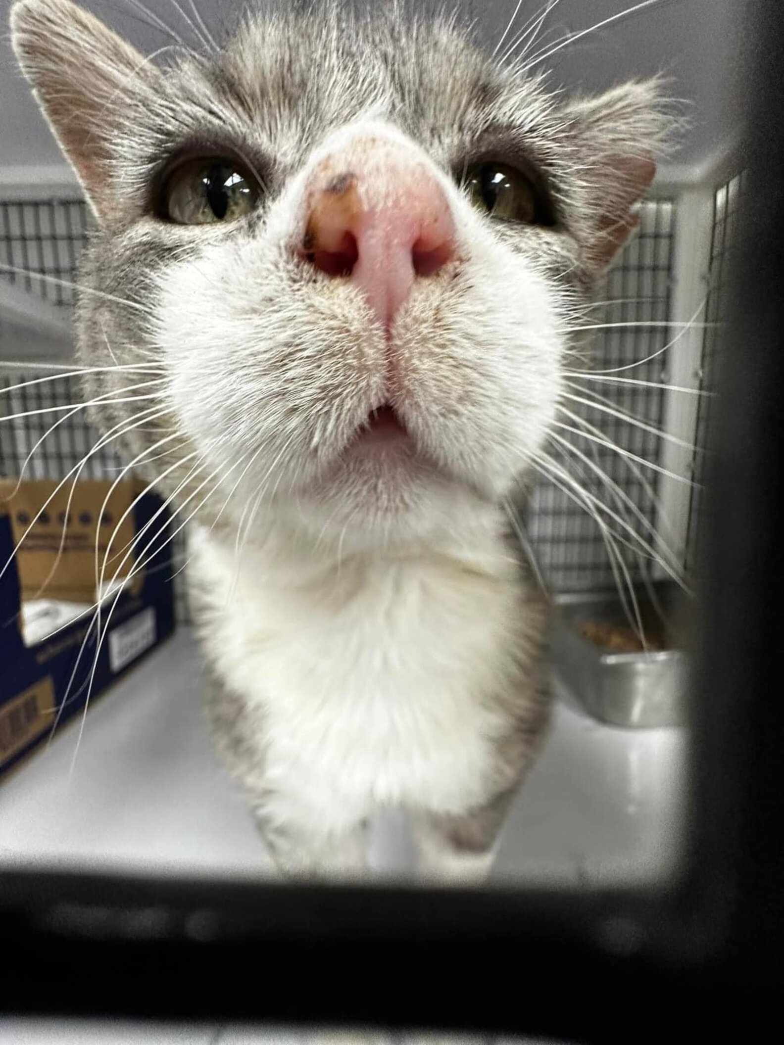 Cat With A Permanent Frown Shocks His Rescuers With His Unexpected ...