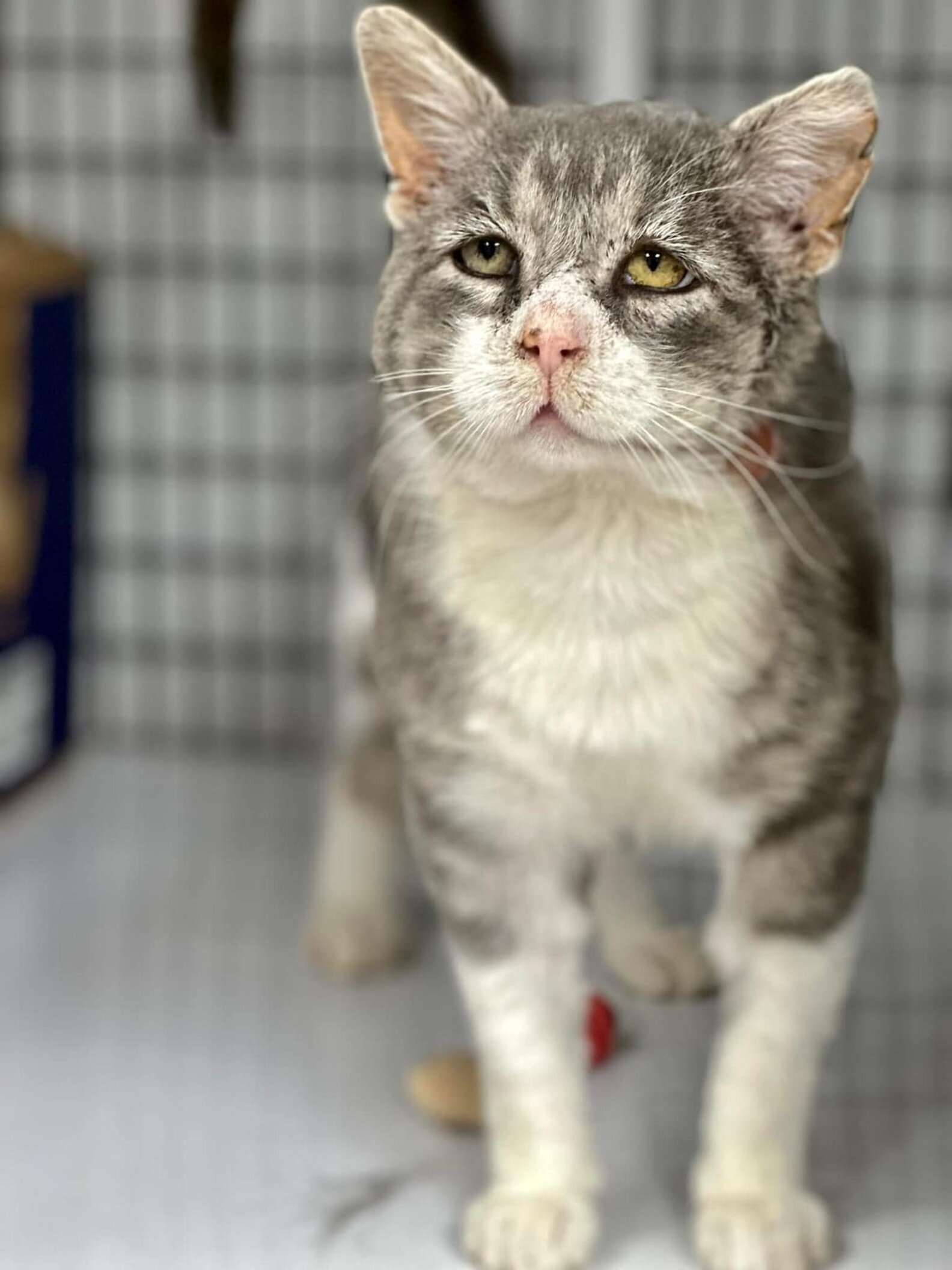 Cat With A Permanent Frown Shocks His Rescuers With His Unexpected ...