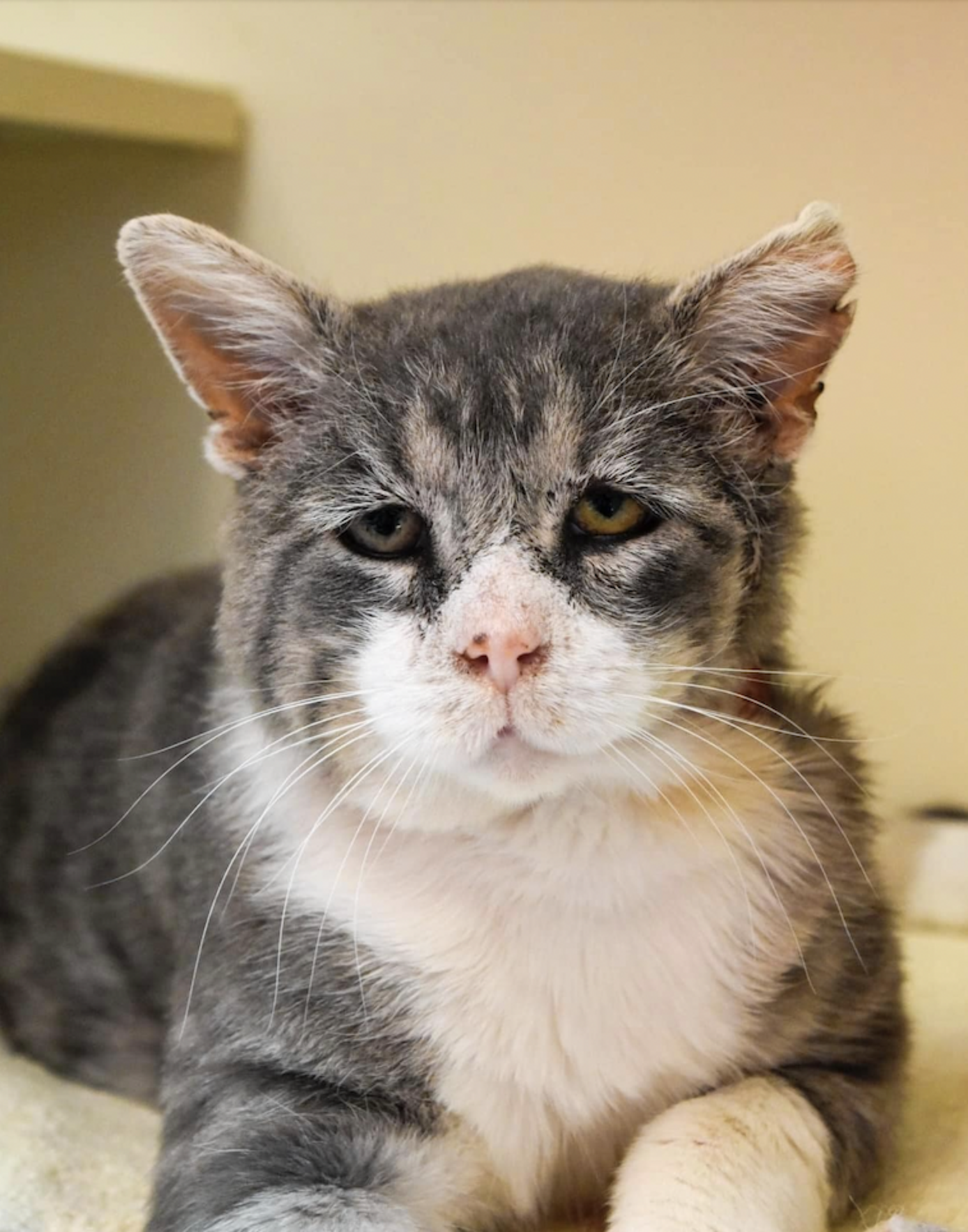 Cat With A Permanent Frown Shocks His Rescuers With His Unexpected ...