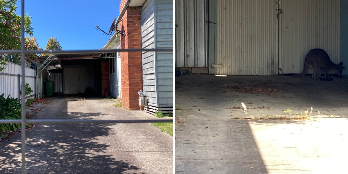 Woman Stops Short When She Sees Sad Animal Cowering In Garage - The Dodo
