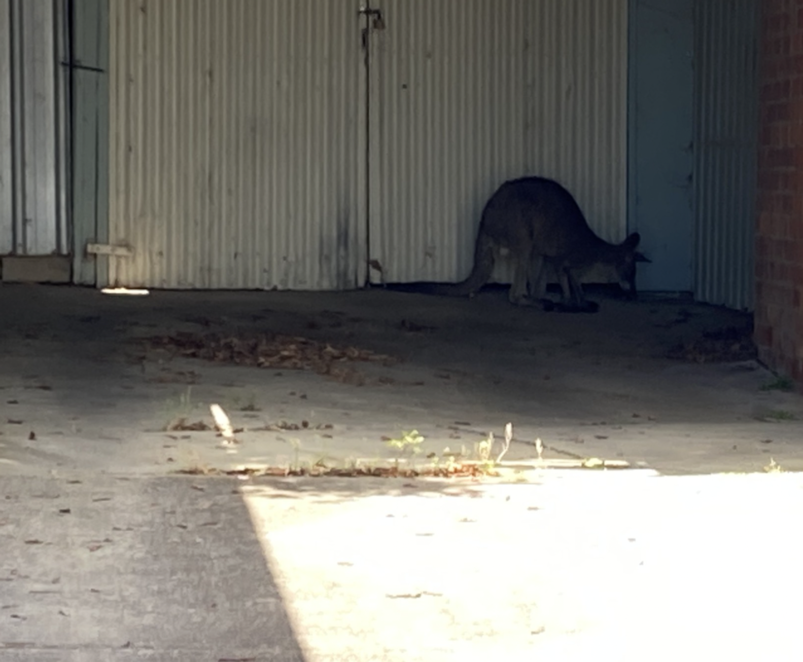 Woman Stops Short When She Sees Sad Animal Cowering In Garage - The Dodo