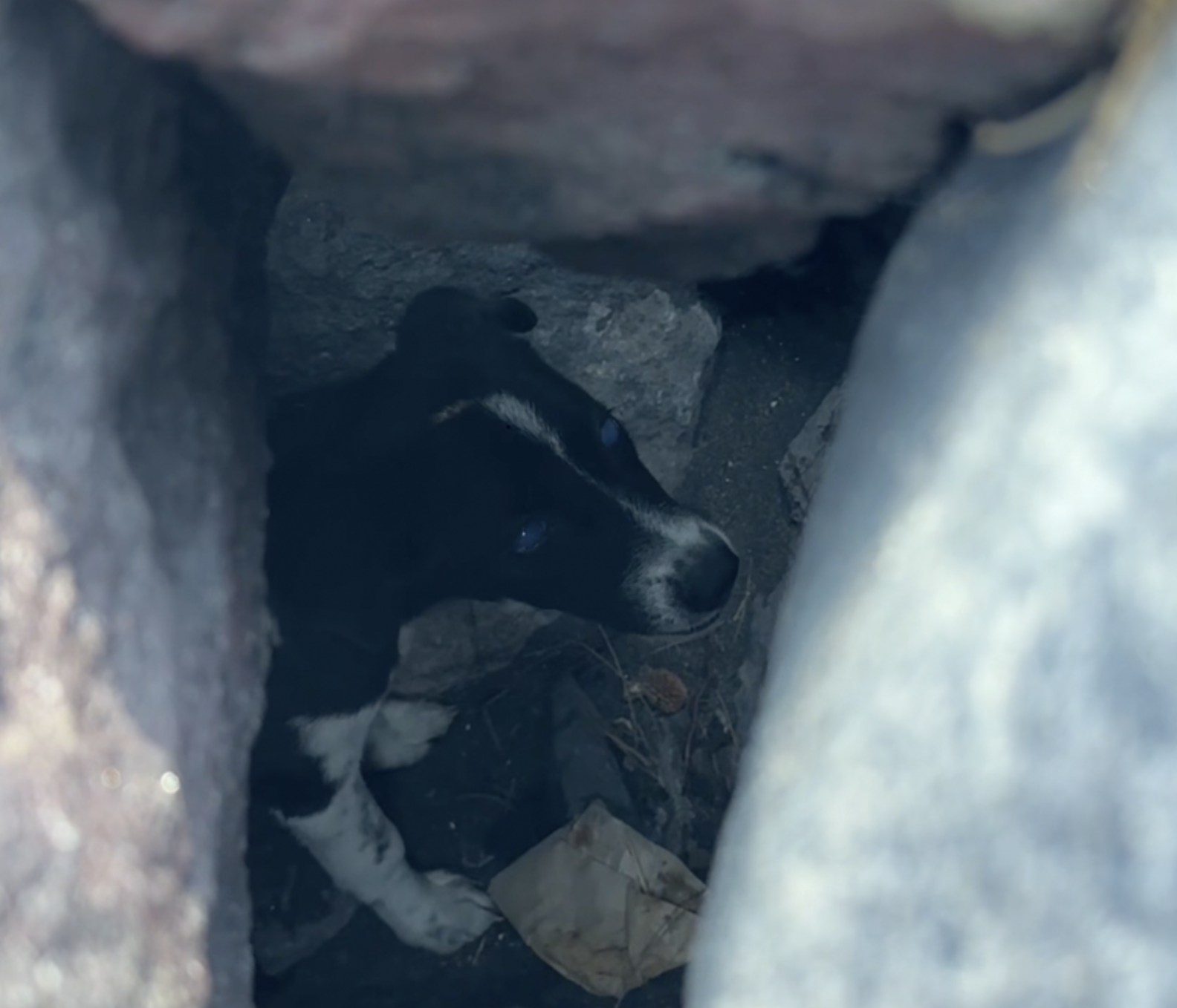 Men Hear Loud Cries And Spot A Nose Trapped Under Pile Of Boulders ...