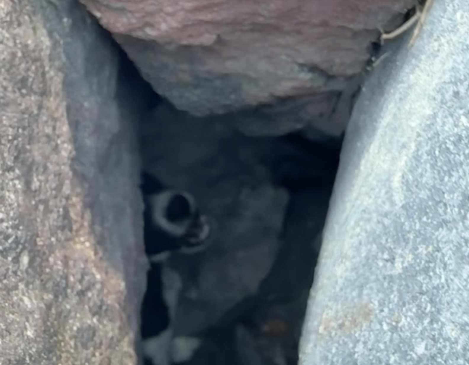 Men Hear Loud Cries And Spot A Nose Trapped Under Pile Of Boulders ...