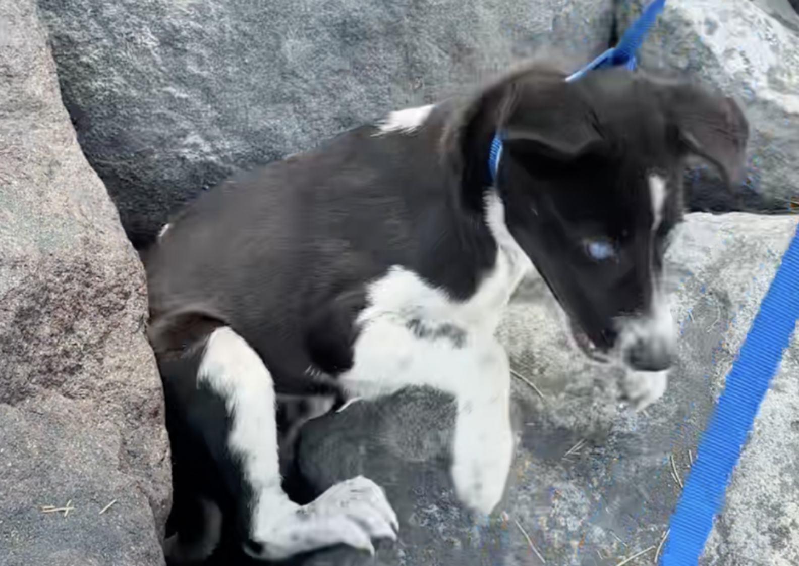 Men Hear Loud Cries And Spot A Nose Trapped Under Pile Of Boulders ...