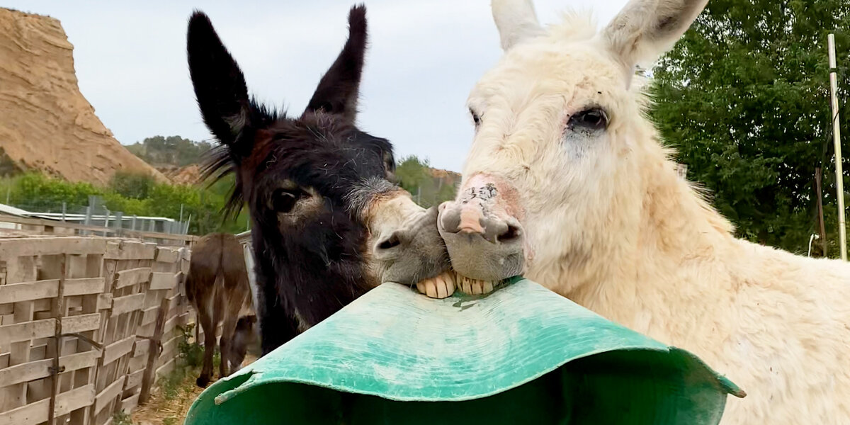 These Donkeys Love Getting Into Trouble - Videos - The Dodo