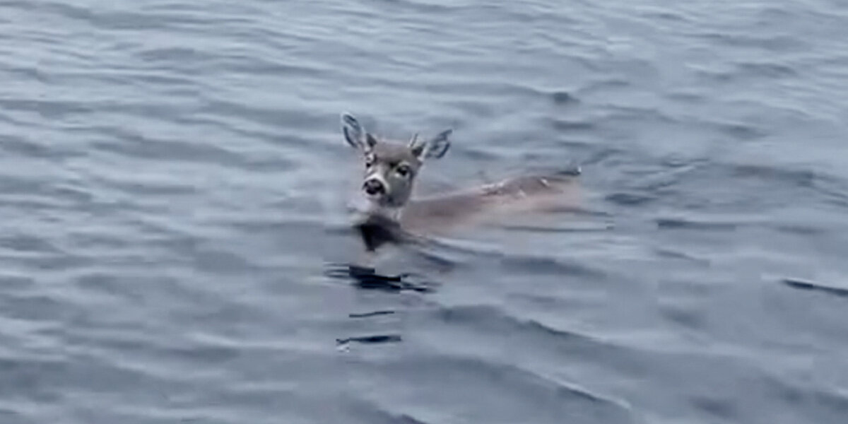 Troopers Find Exhausted Deer Stranded Miles From Shore - The Dodo