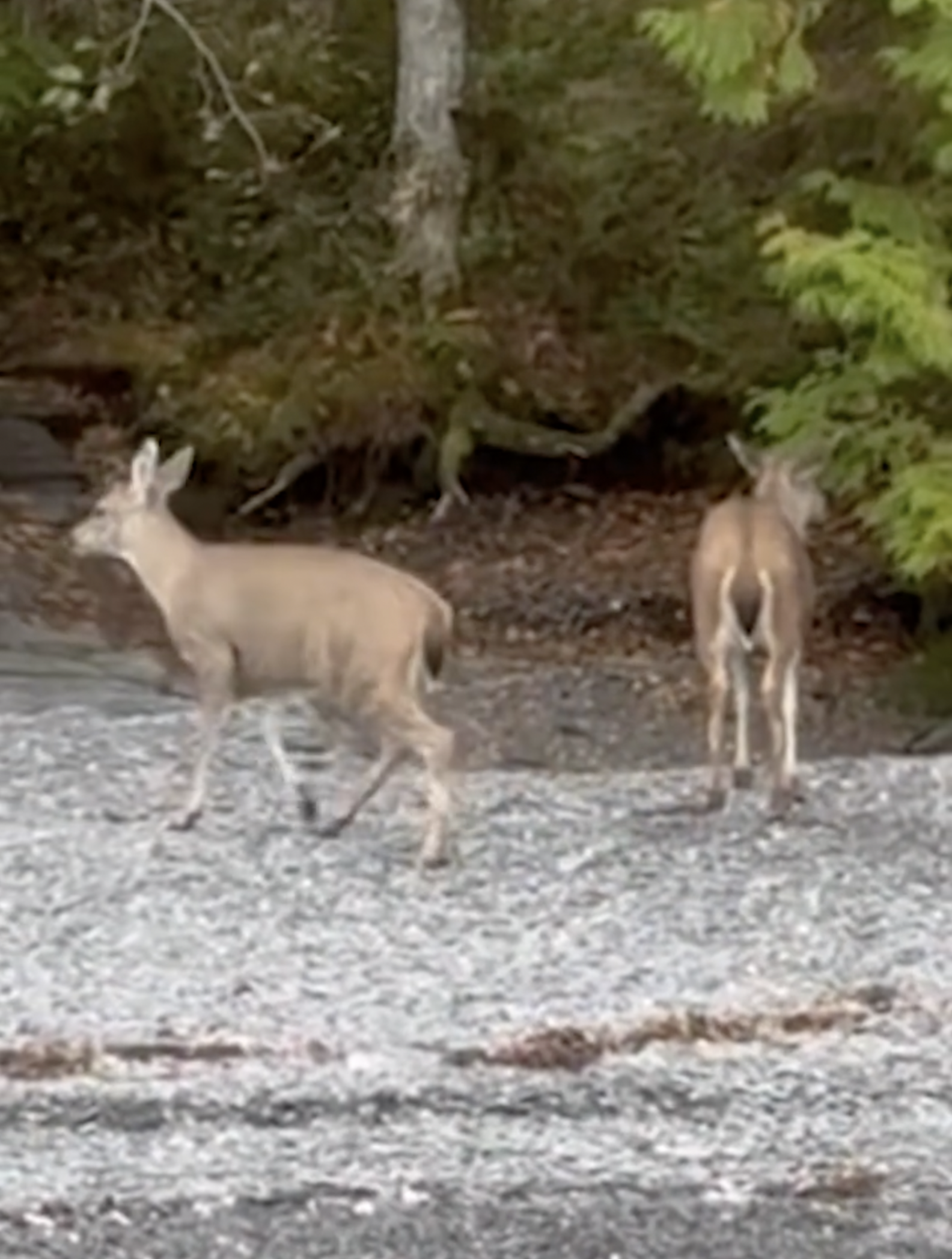 Troopers Find Exhausted Deer Stranded Miles From Shore - The Dodo