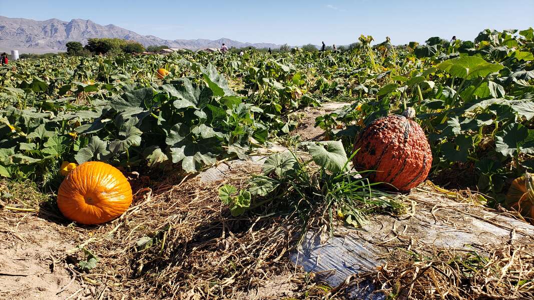 Fall in Las Vegas Is All About Farm-Fresh Produce and Fun - Thrillist