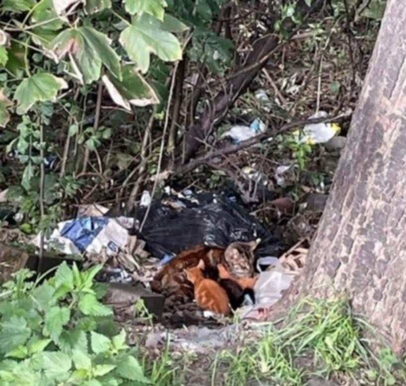 Driver Pulls Over And Ends Up Finding Tiny Family Living In Trash - The ...