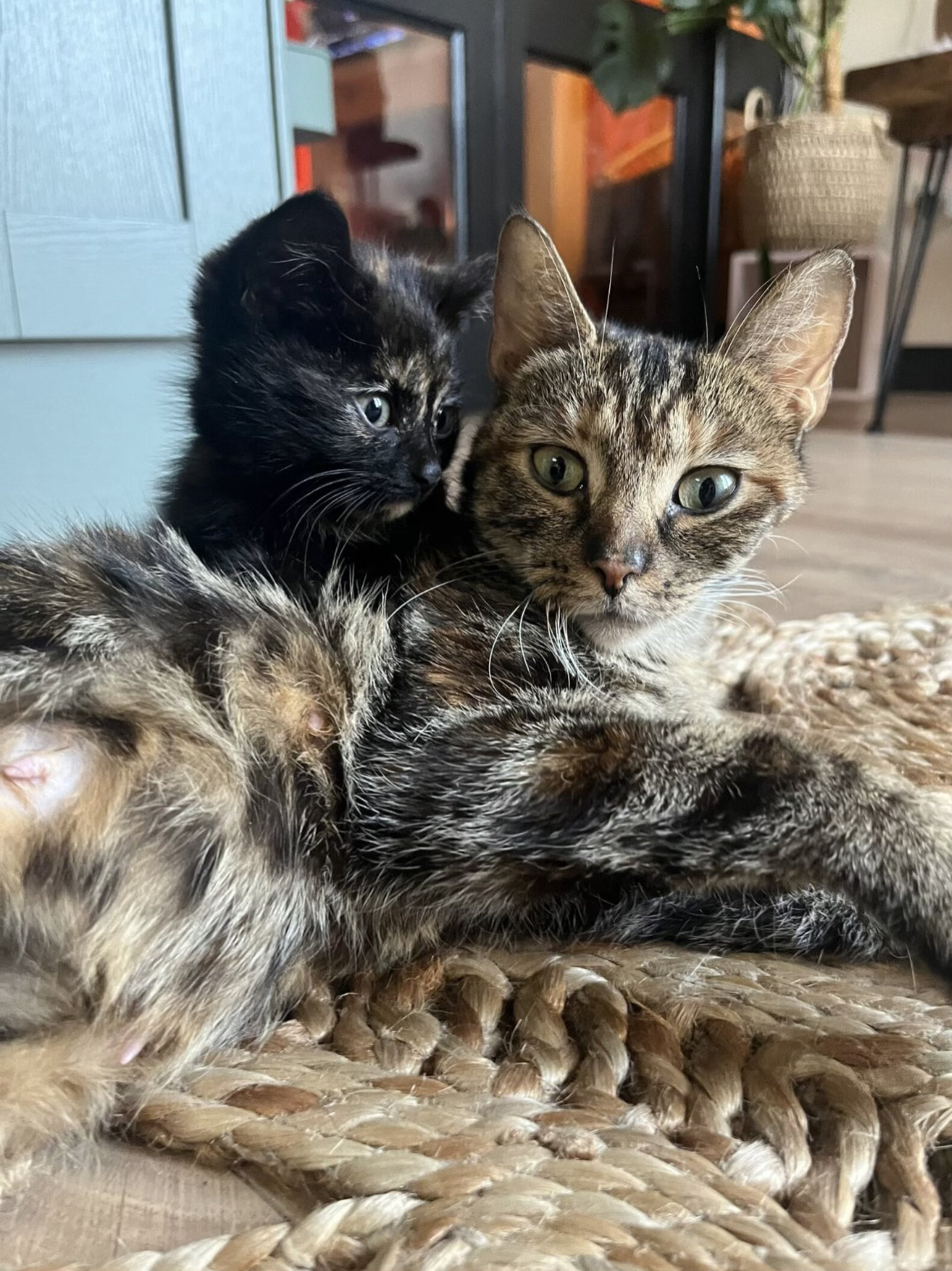 Driver Pulls Over And Ends Up Finding Tiny Family Living In Trash - The ...