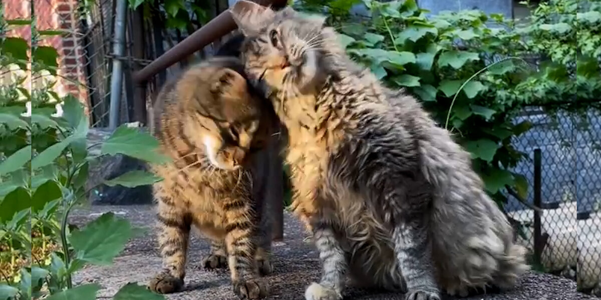 The Best Thing To Do For Stray Cats In NYC - Videos - The Dodo