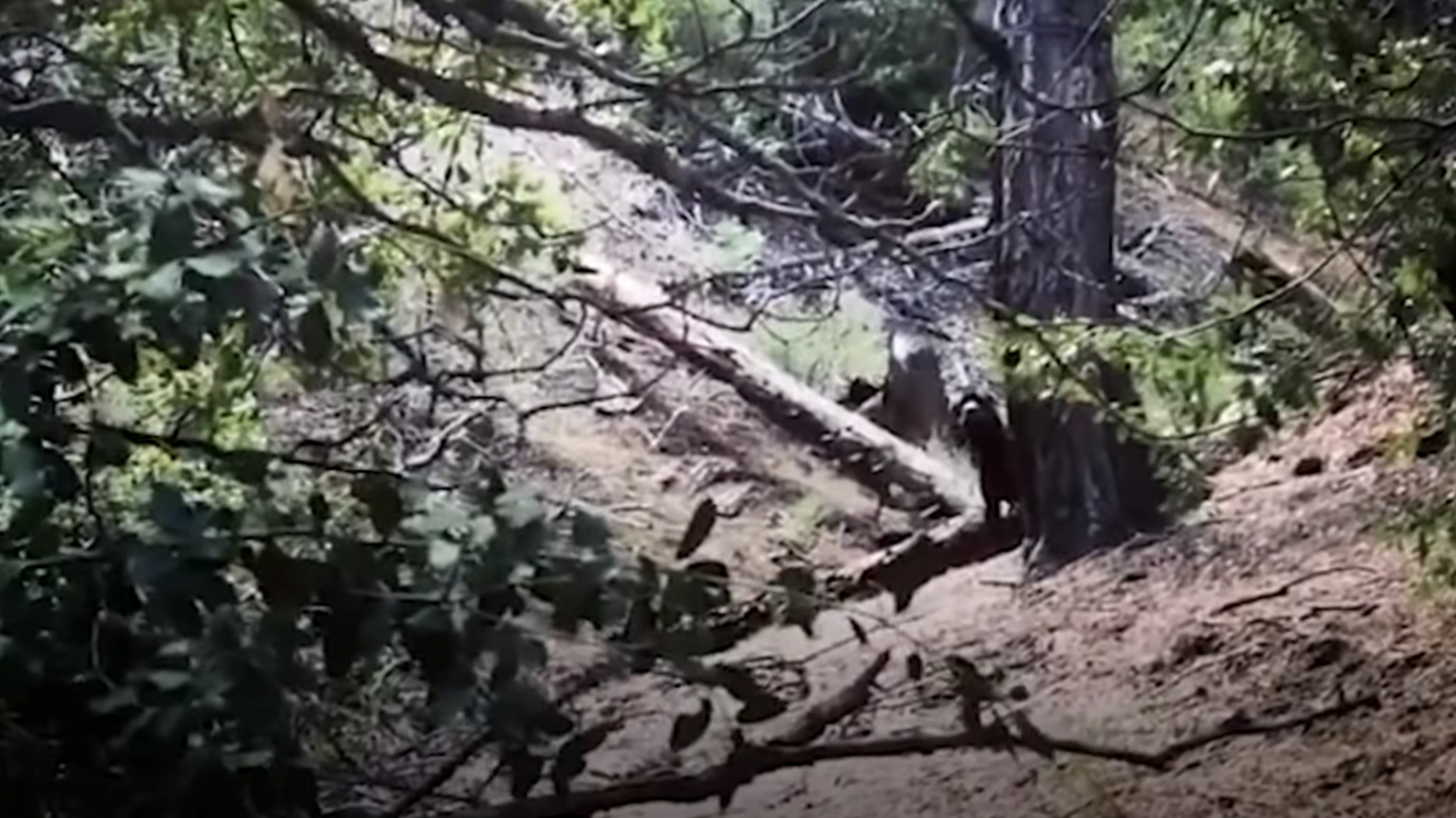 Woman Visits Mountain Every Day To Convince Huge Dogs To Be Rescued ...