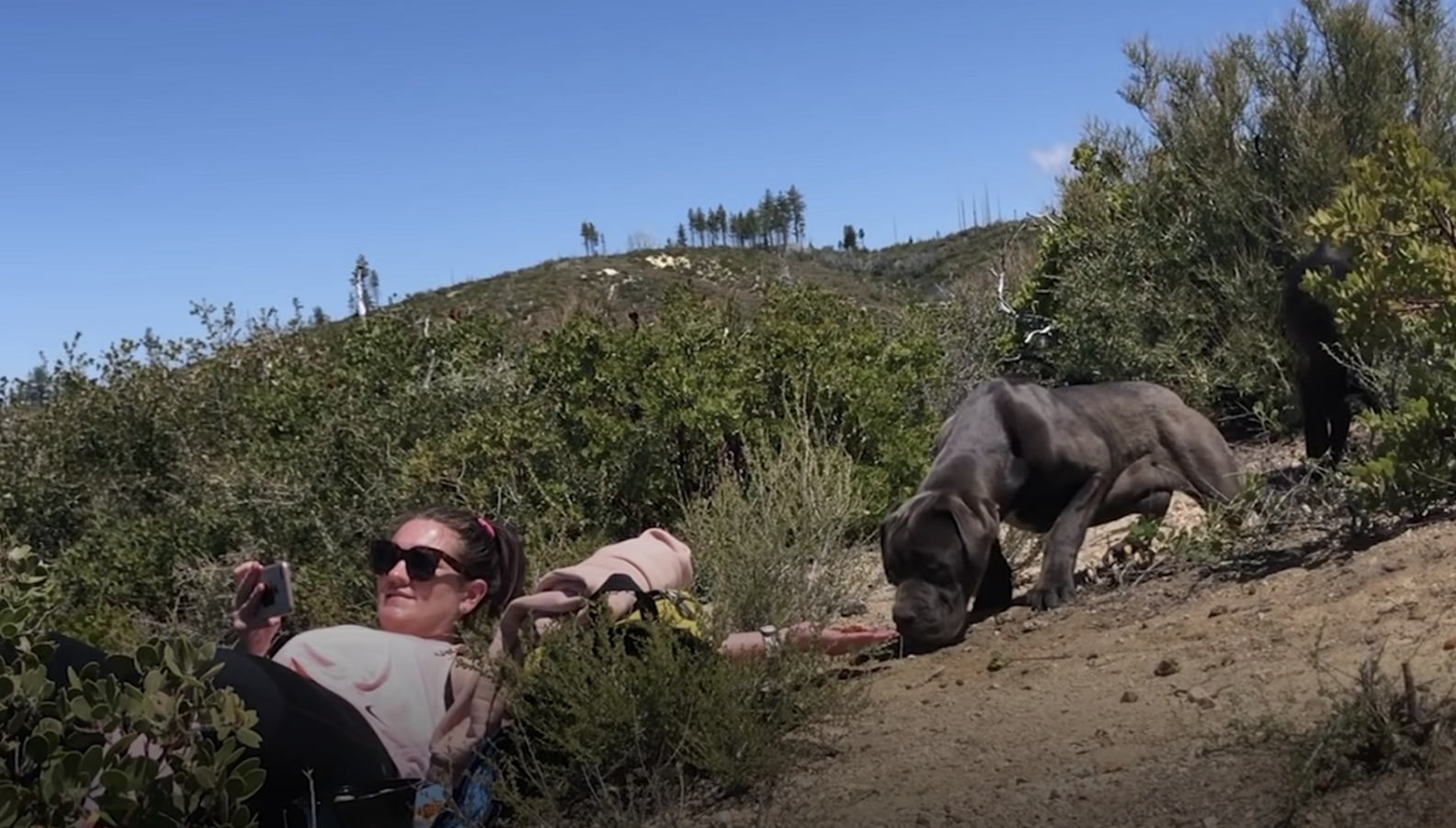 Woman Visits Mountain Every Day To Convince Huge Dogs To Be Rescued ...