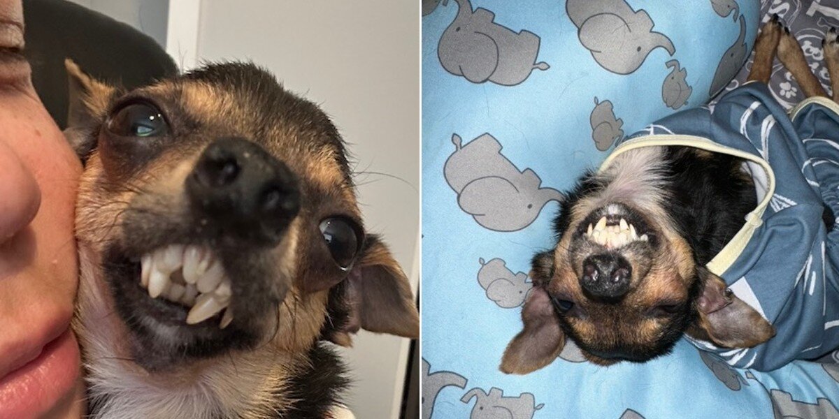 Rescue Dog With Vampire Smile Loves To Nibble On His Family - The Dodo