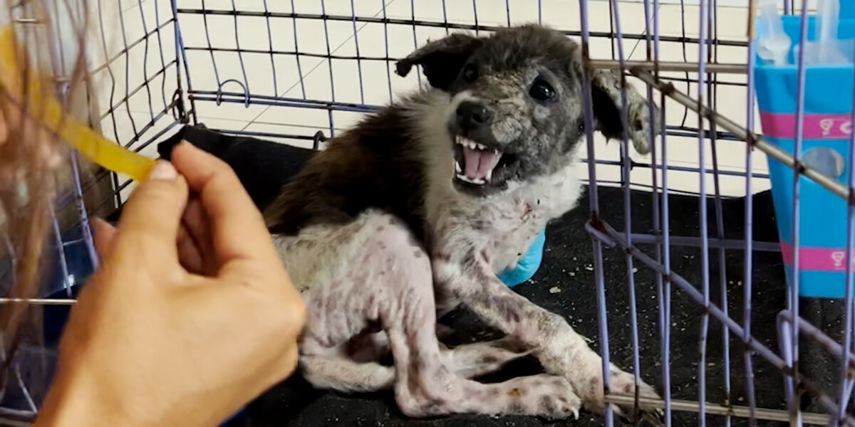 Snappiest Puppy Becomes Biggest Cuddle Bug - Videos - The Dodo