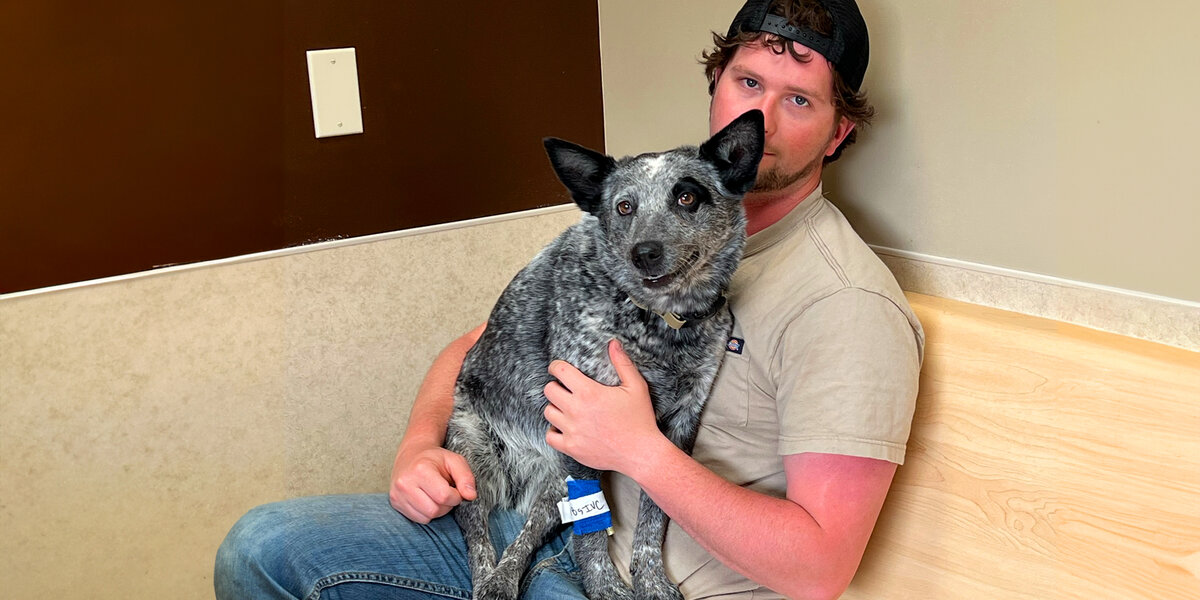 Dog Playing Fetch Suddenly Becomes Paralyzed - Videos - The Dodo