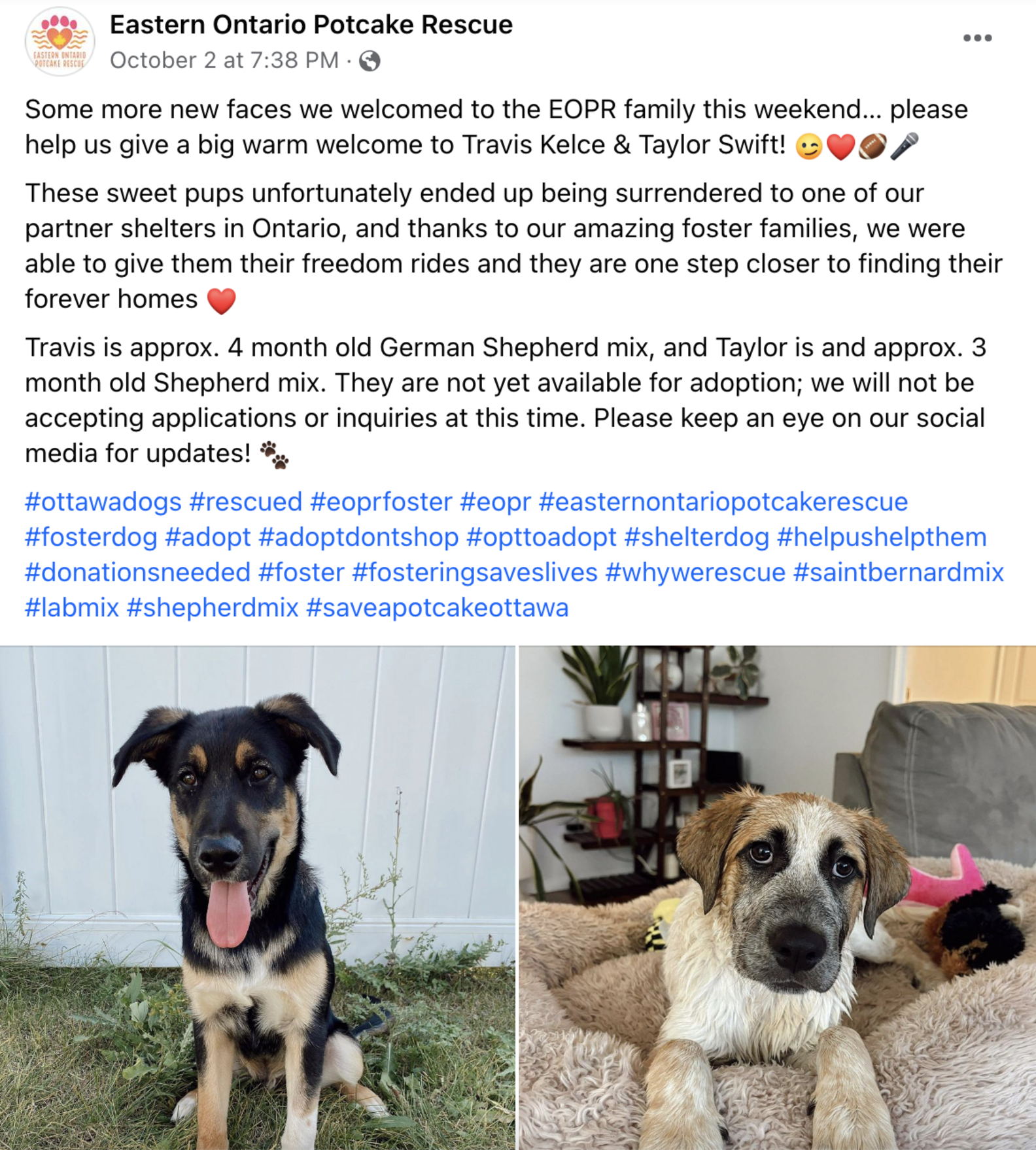 Adoptable Animals Named In Honor Of Travis Kelce And Taylor Swift - The ...