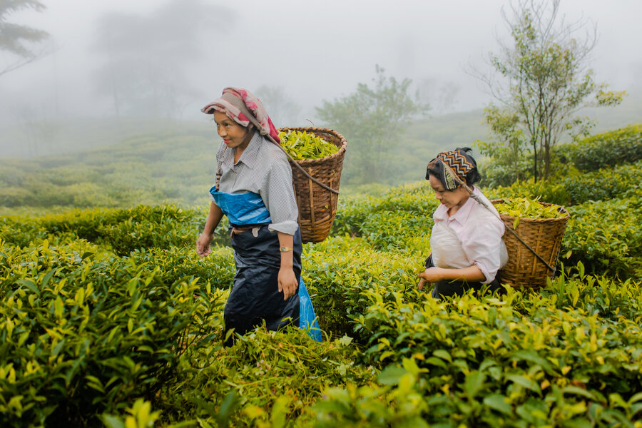 Visiting Darjeeling, India’s Tea Fields: Rare Full Moon Harvest with ...