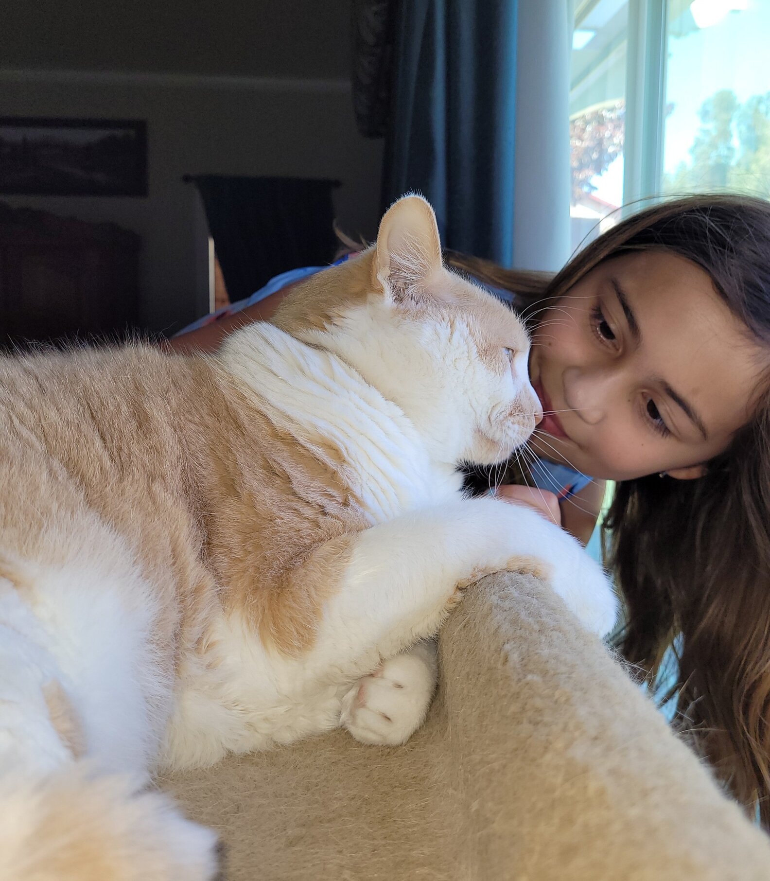 Little Girl Who Had To Give Up Cat Sees Him On Petfinder 5 Years Later ...