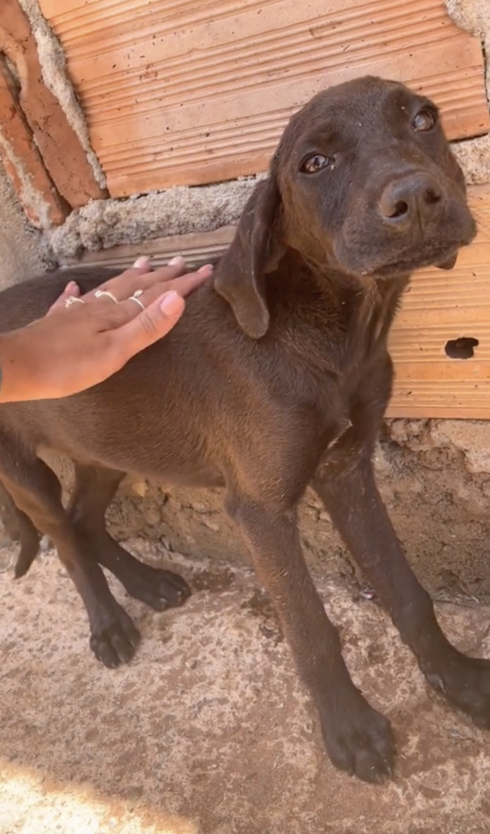 Boy Walking Home From School Hears The Sound Of Crying From A Hole ...