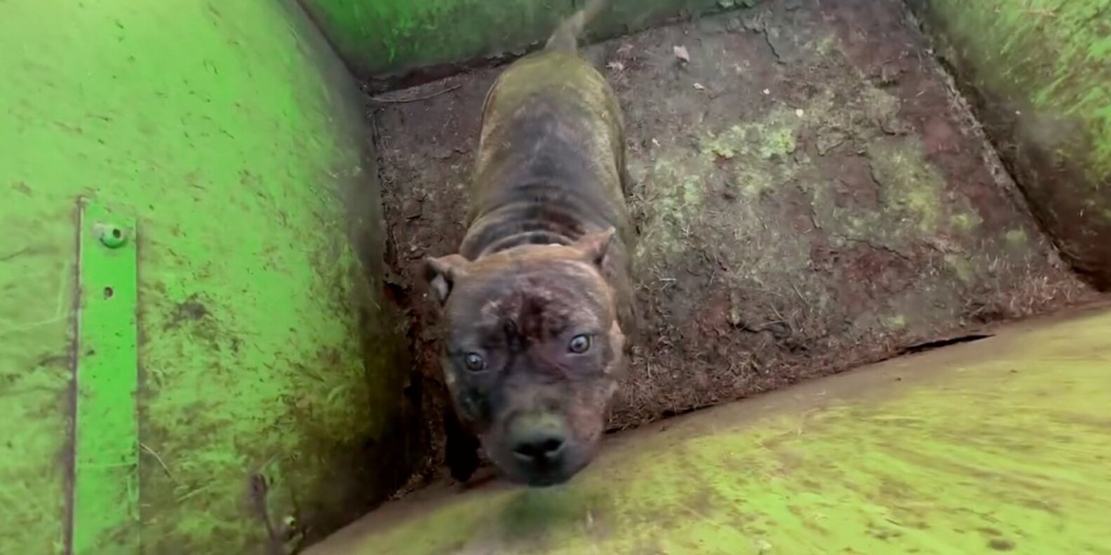 Rescuers Open Dumpster To Reveal The Sweetest Face Staring Back At Them ...