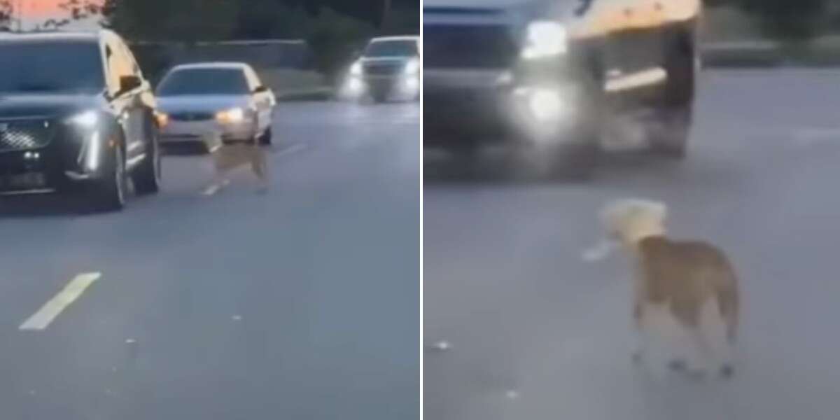 Lost Dog Stops Every Car In Traffic Begging To Be Rescued - The Dodo
