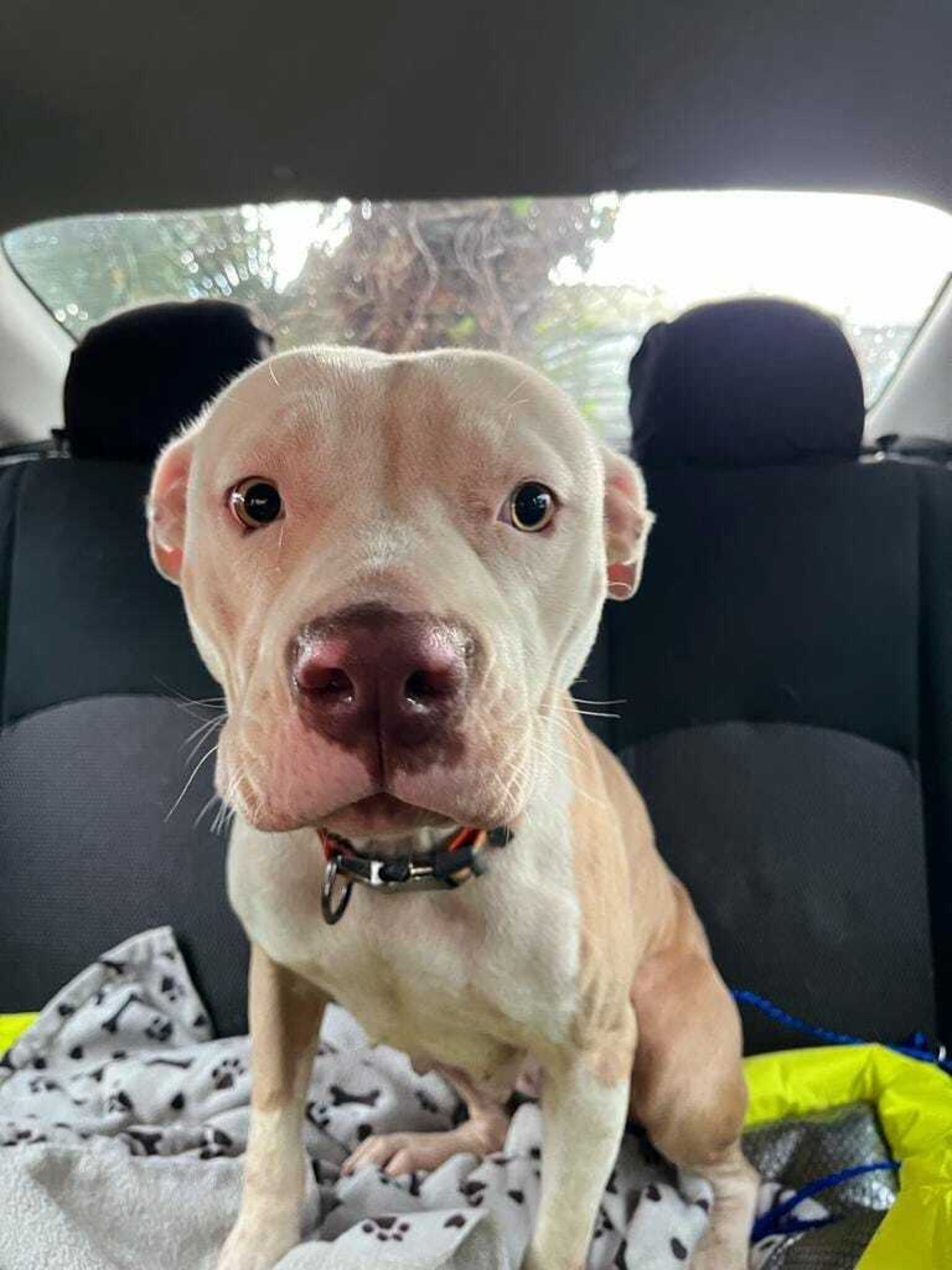 Lost Dog Stops Every Car In Traffic Begging To Be Rescued - The Dodo