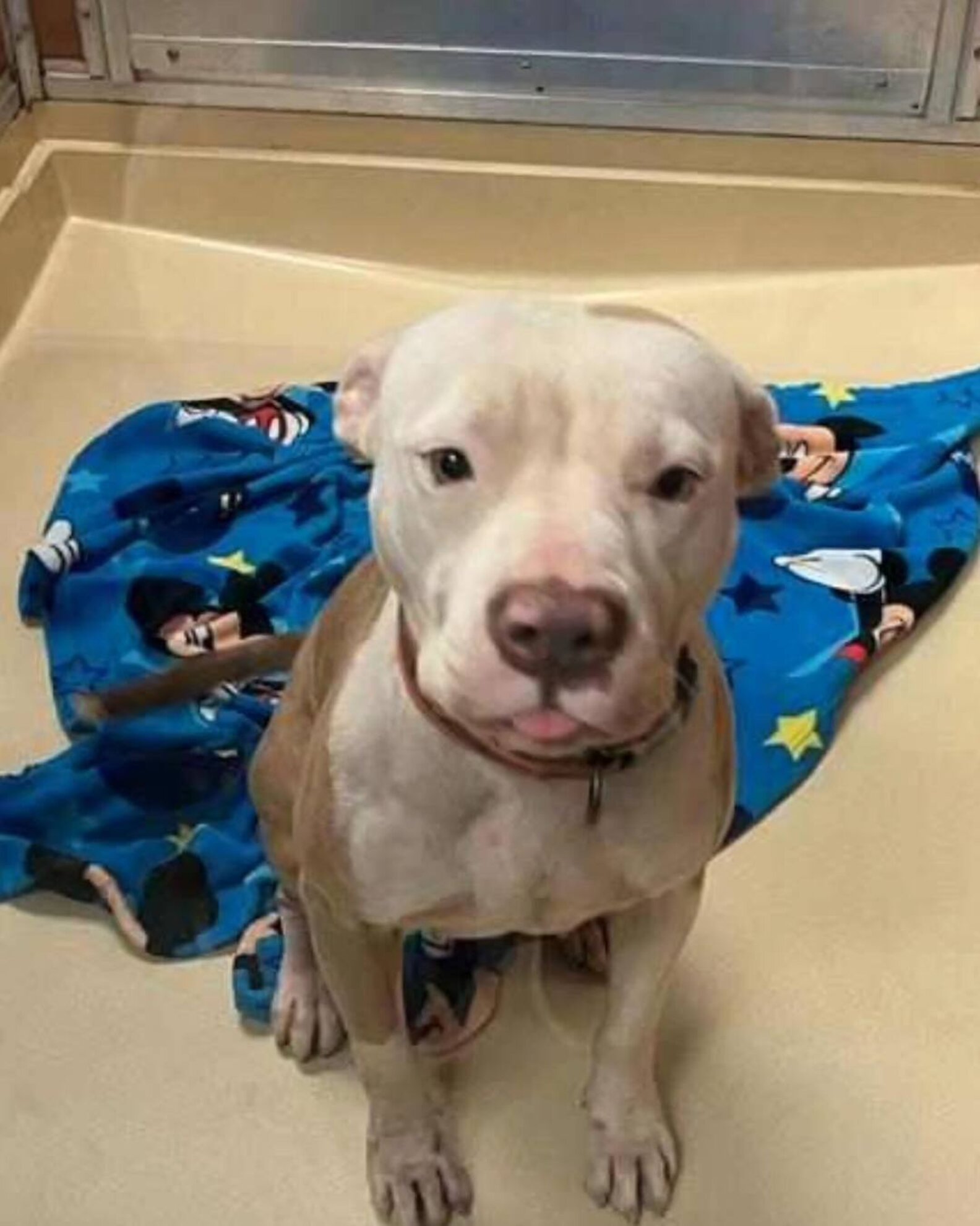 Lost Dog Stops Every Car In Traffic Begging To Be Rescued - The Dodo