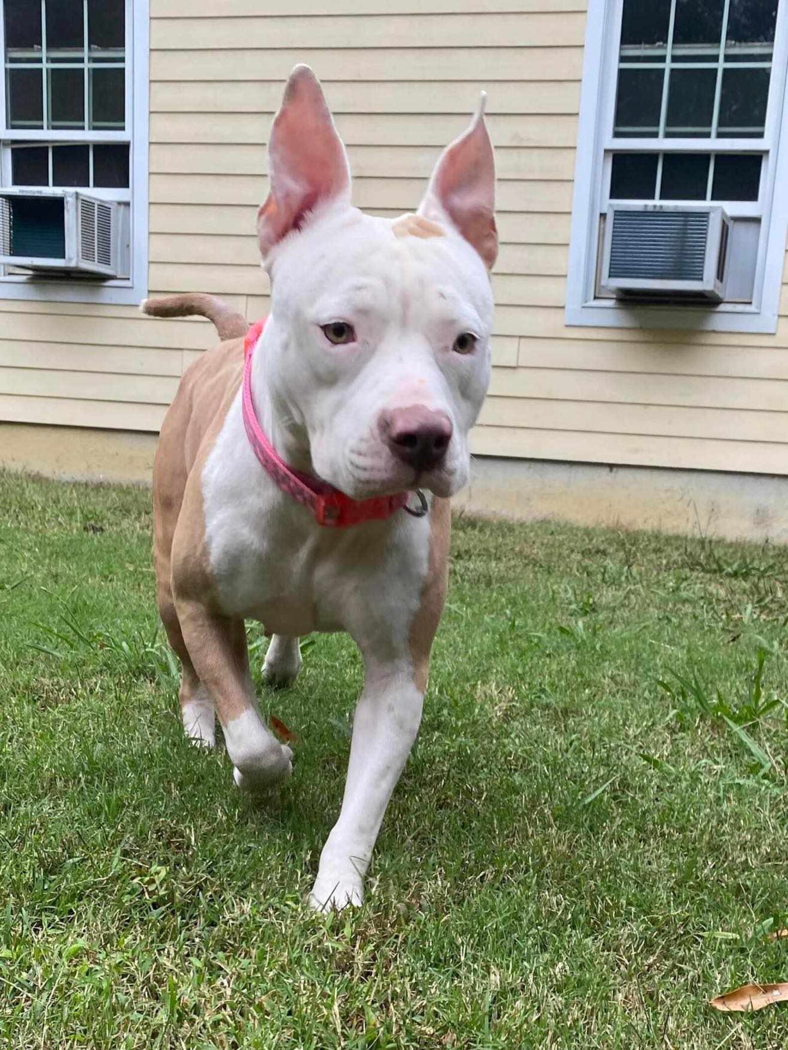 Lost Dog Stops Every Car In Traffic Begging To Be Rescued - The Dodo