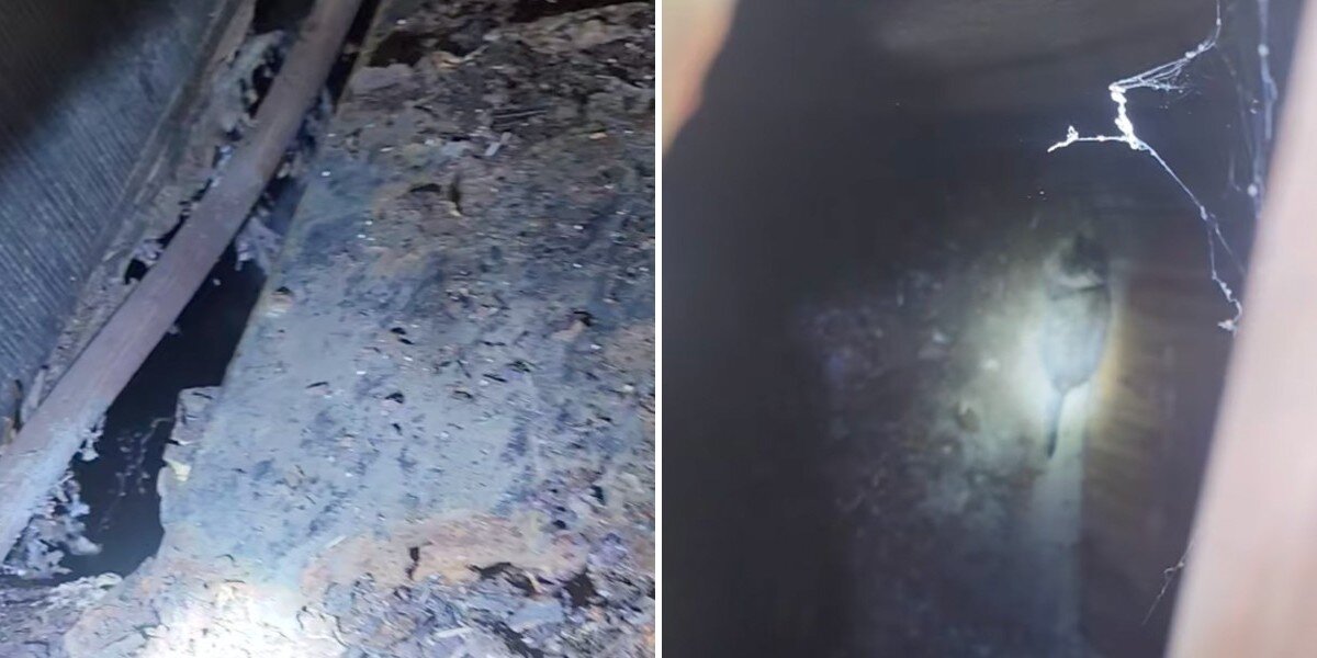 Man Lifts Rusted Trapdoor And Finds Fluffy Baby Cowering Underneath ...