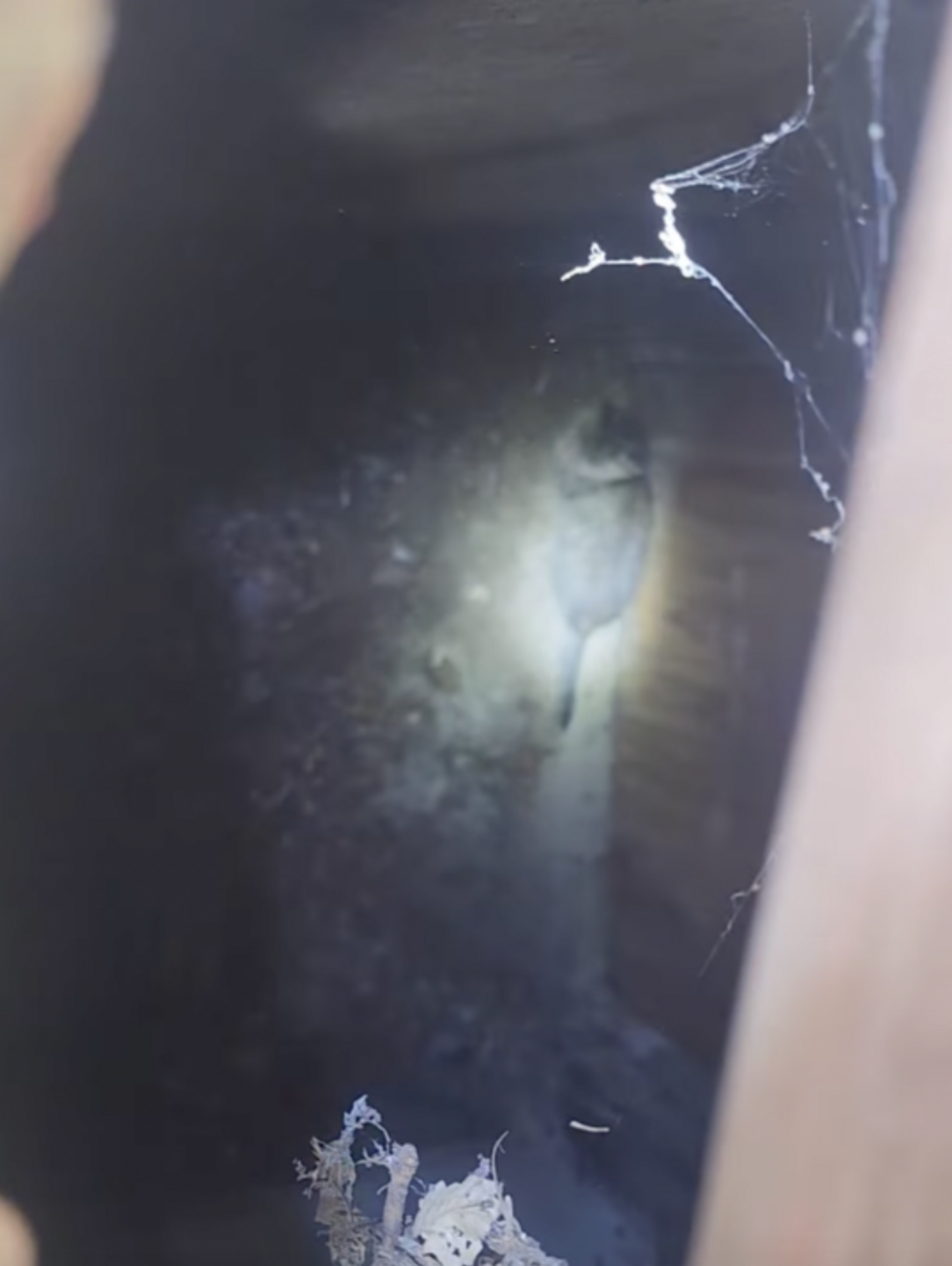 Man Lifts Rusted Trapdoor And Finds Fluffy Baby Cowering Underneath ...