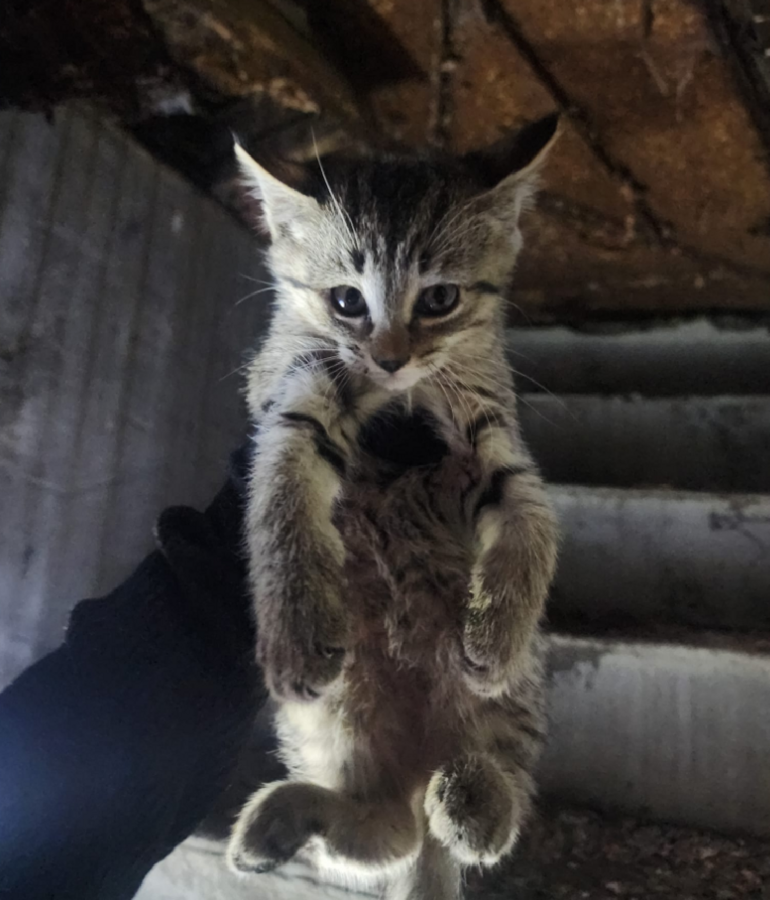 Man Lifts Rusted Trapdoor And Finds Fluffy Baby Cowering Underneath ...