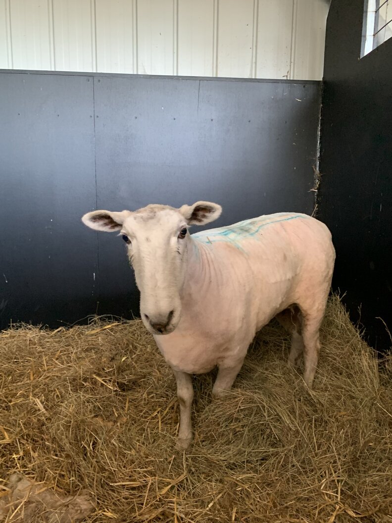 Runaway Sheep Found Years Later Living With A Gang Of Kangaroos - The Dodo